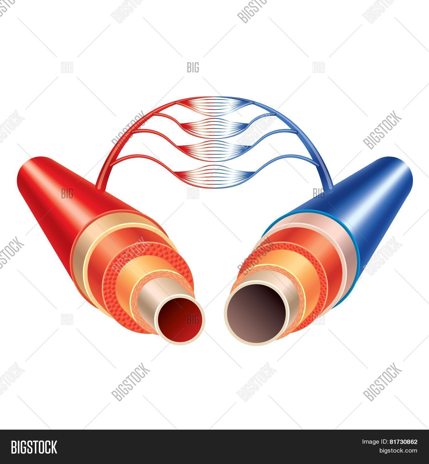 Artery Vein Vector & Photo (Free Trial) | Bigstock