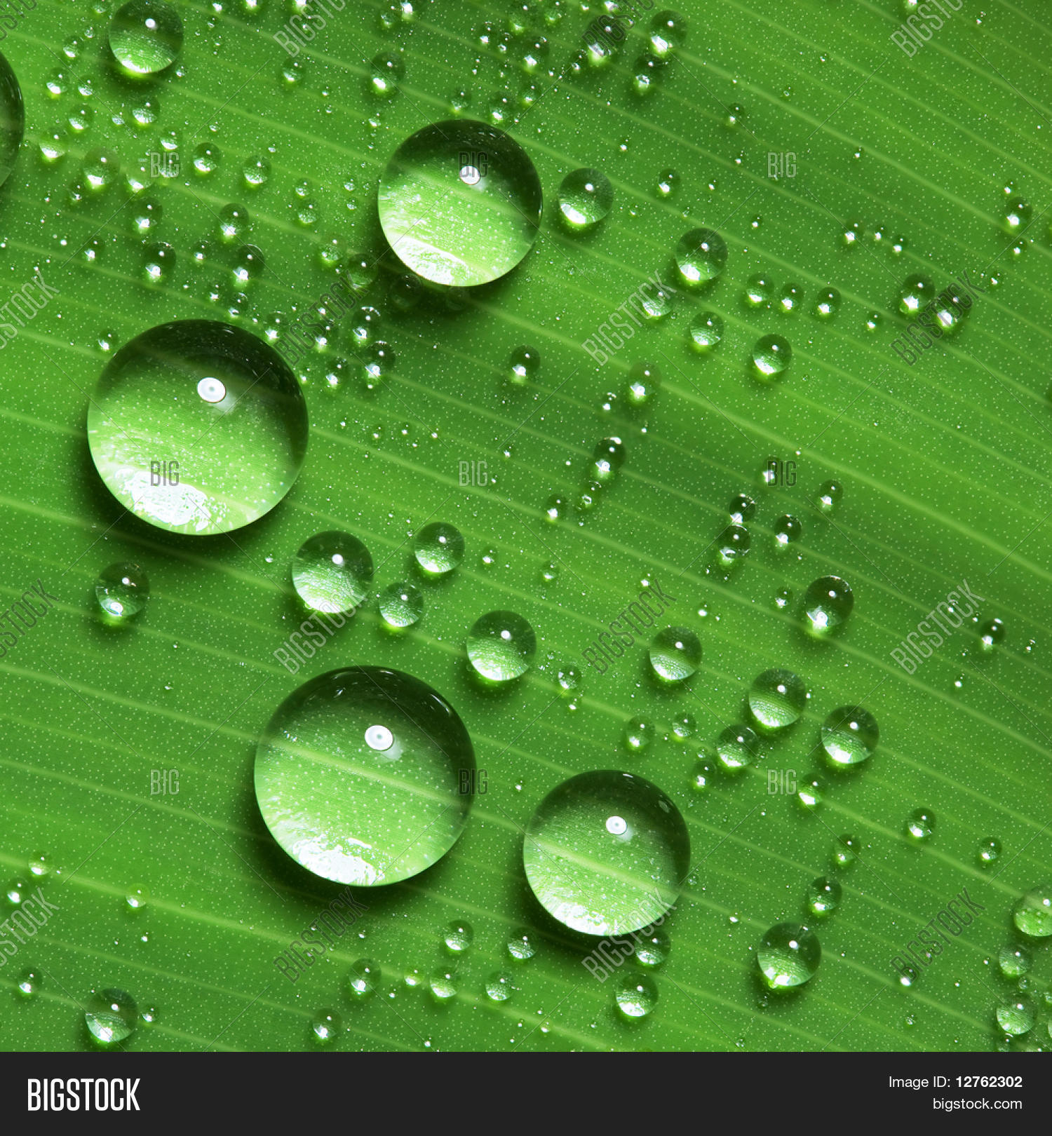 Water Drops On Fresh Image & Photo (Free Trial) | Bigstock