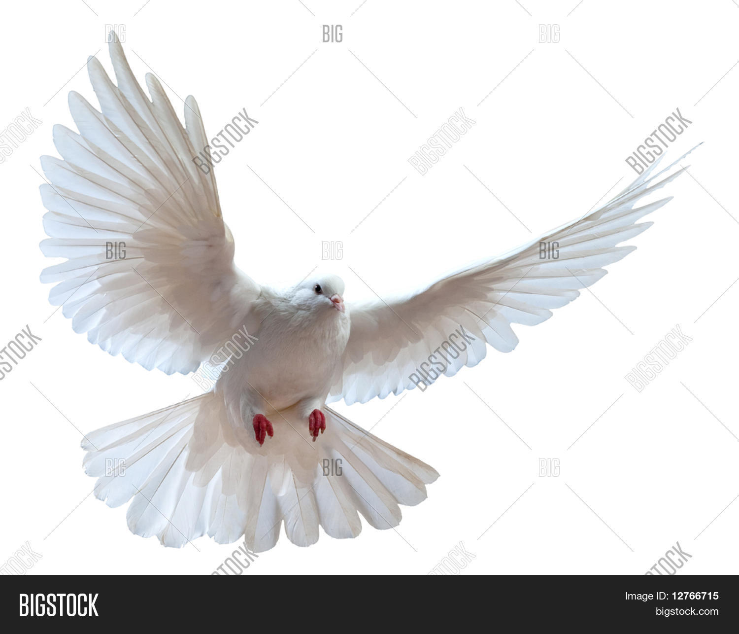 Imagen y foto Una Paloma Blanca (prueba gratis) | Bigstock