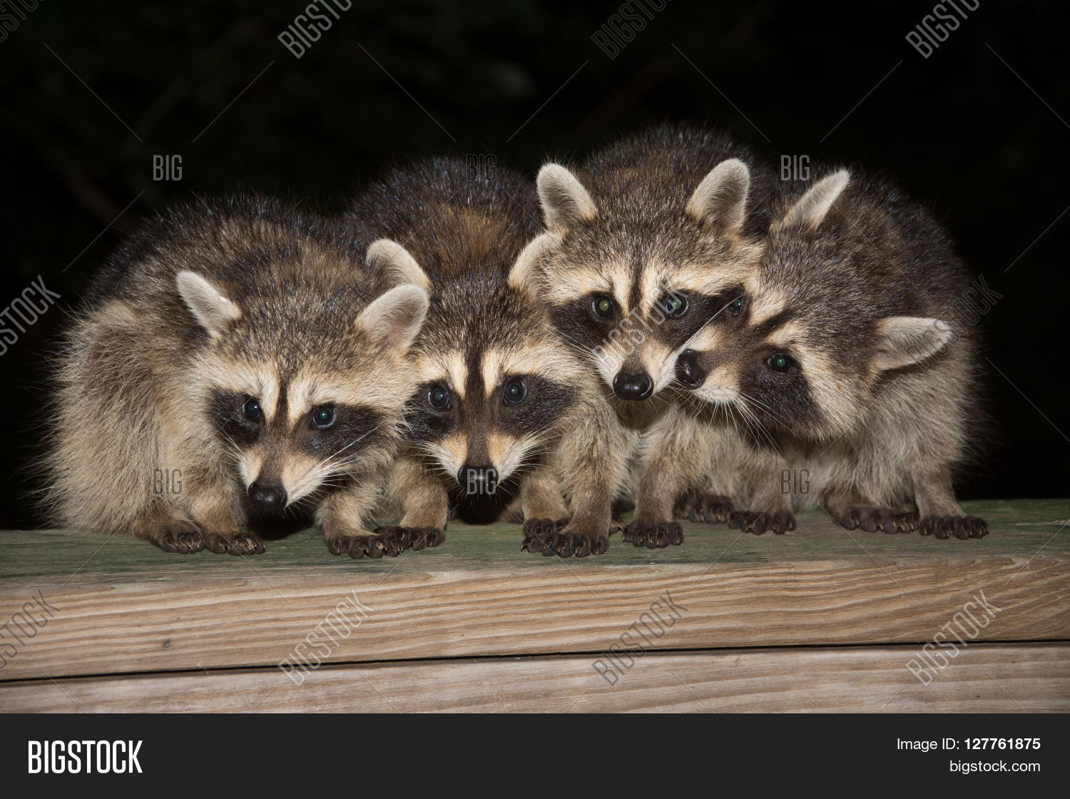 Four Cute Baby Image & Photo (Free Trial) | Bigstock