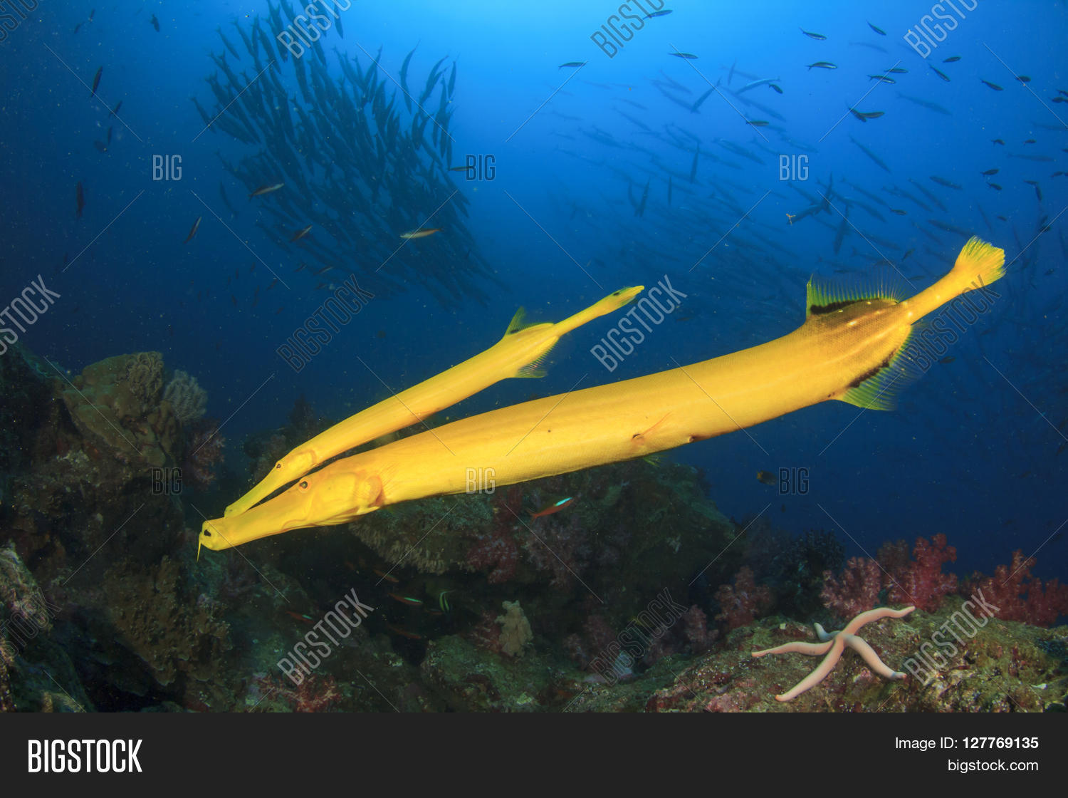 Pair Yellow Image & Photo (Free Trial) | Bigstock