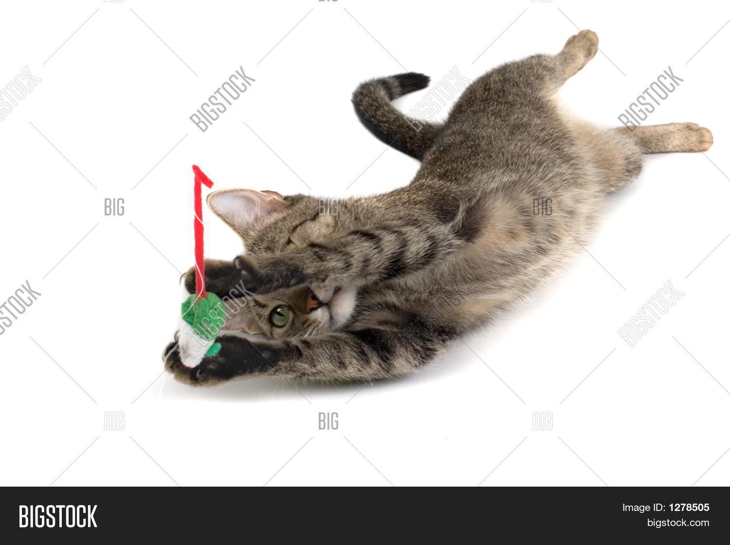 Cat Playing Mouse Image & Photo (Free Trial) | Bigstock