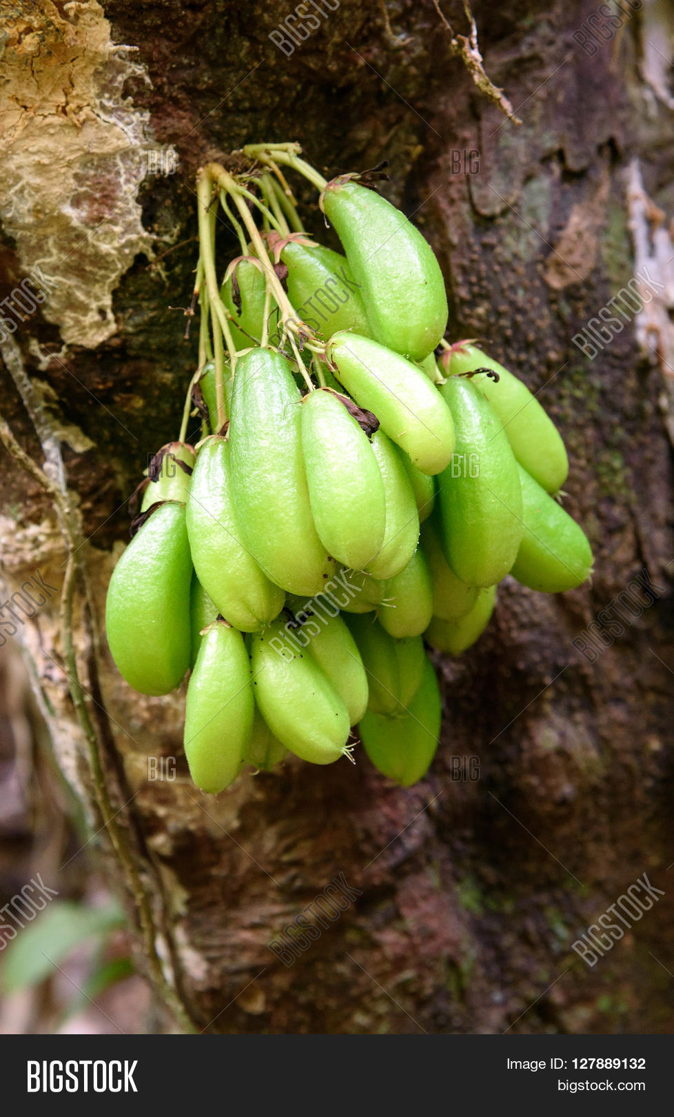 Cauliflory Tropical Image & Photo (Free Trial) | Bigstock