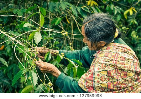 Old Woman Tree Image & Photo (Free Trial) | Bigstock