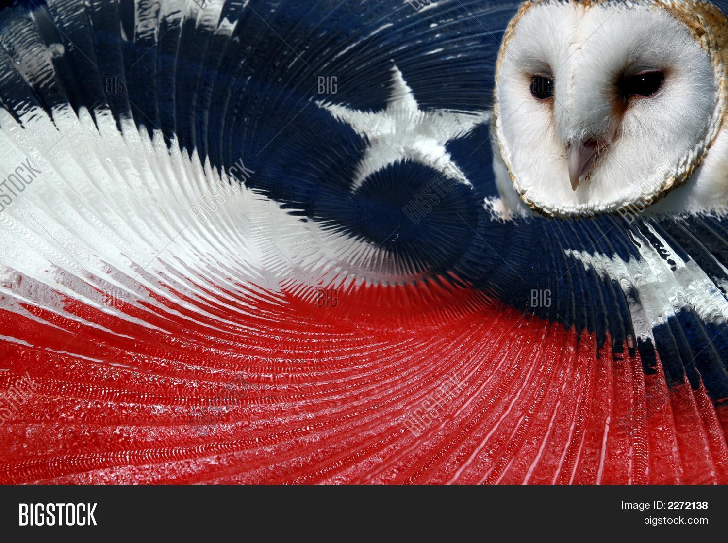 American Flag Owl Image & Photo (Free Trial) | Bigstock