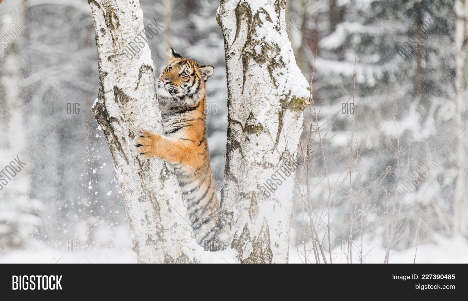 Tiger Climbs Tree Image & Photo (Free Trial) | Bigstock