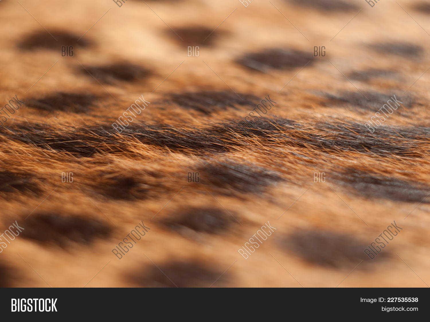 Wilde Cat, Serval Fur Image & Photo (Free Trial) | Bigstock