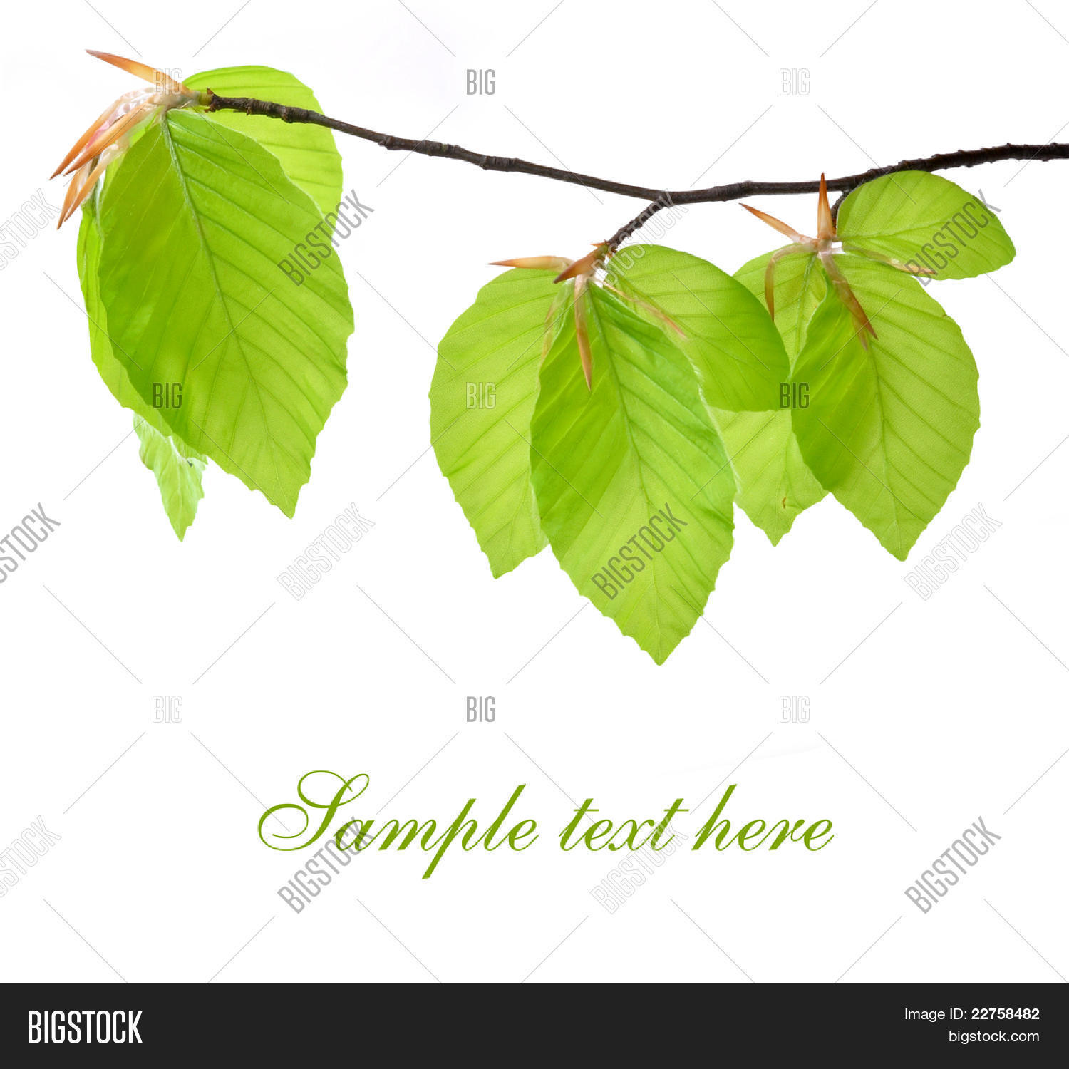 Beech Spring Branch Image & Photo (Free Trial) | Bigstock