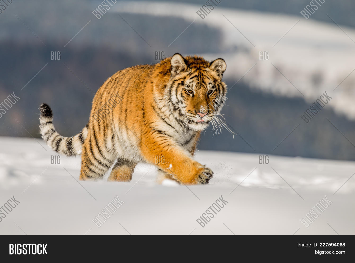 Tiger Runs Behind Prey Image & Photo (Free Trial) | Bigstock