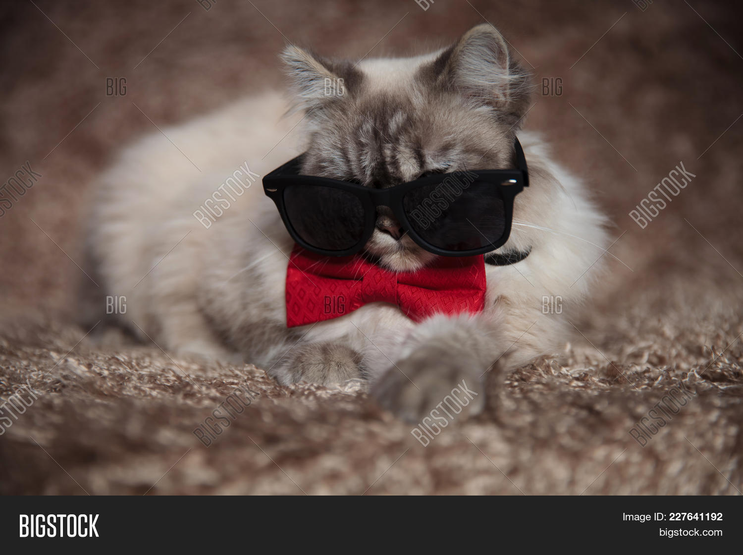Cool Gangster Cat Image & Photo (Free Trial) | Bigstock