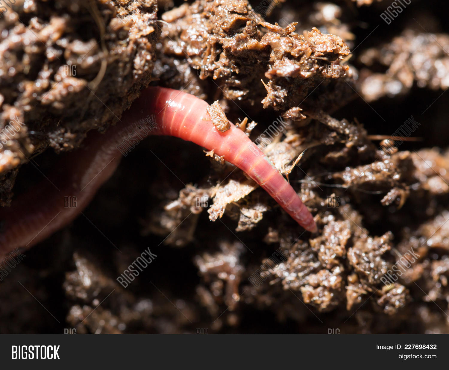Red Worms Compost. Image & Photo (Free Trial) | Bigstock