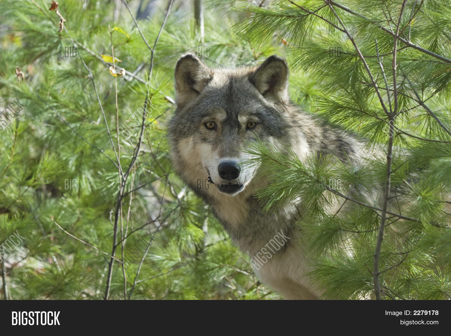 Gray Wolf Portrait Image & Photo (Free Trial) | Bigstock
