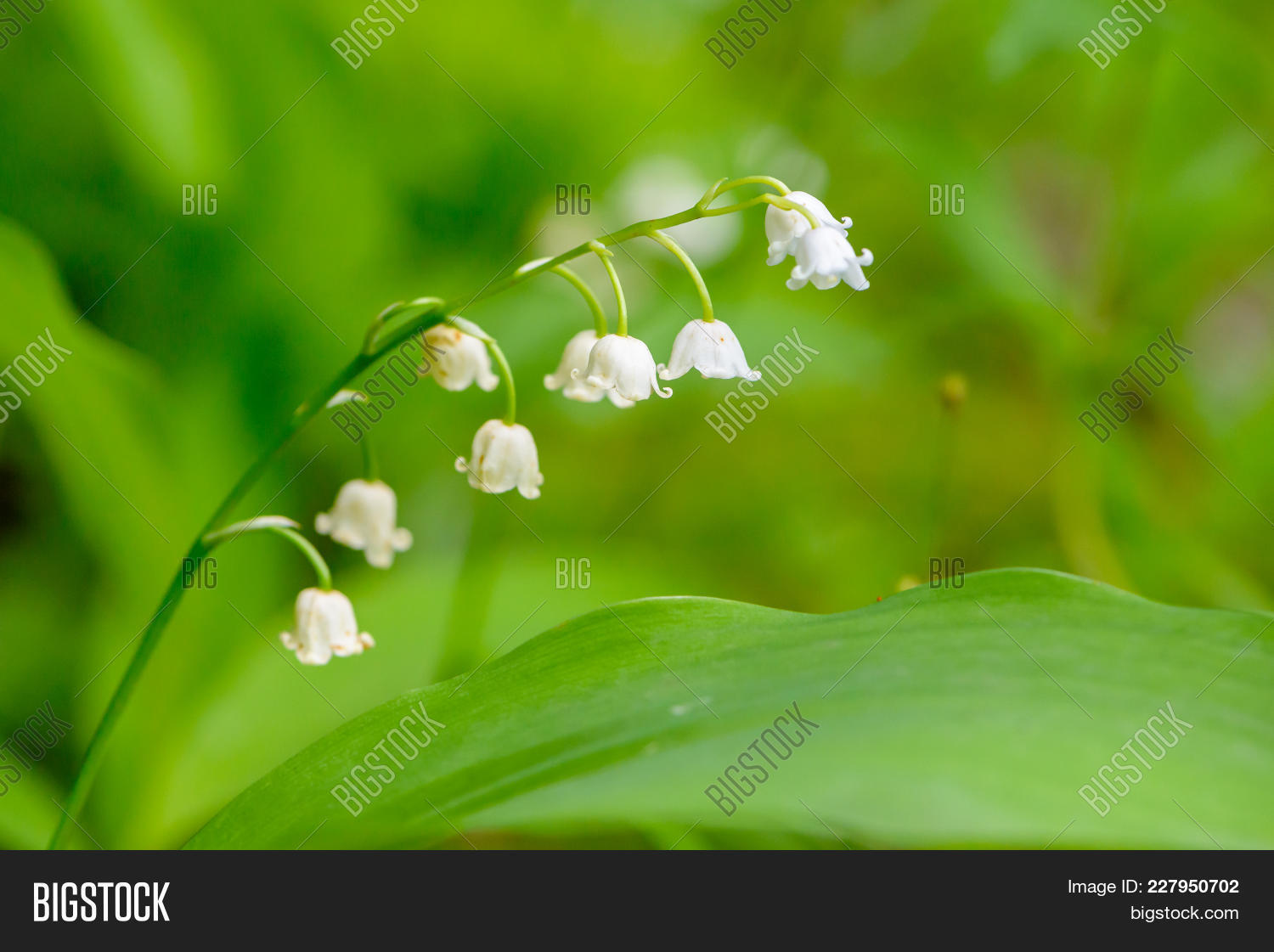 May Lilies Valley Image & Photo (Free Trial) | Bigstock