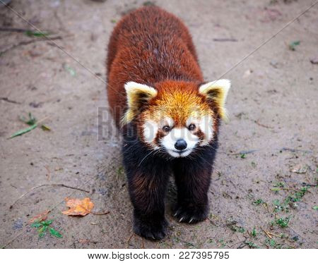 Red Panda. Red Panda Image & Photo (Free Trial) | Bigstock