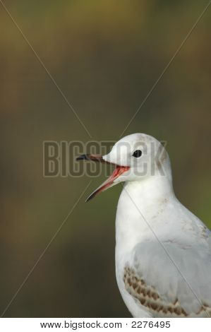 Laughing Seagull Image & Photo (Free Trial) | Bigstock