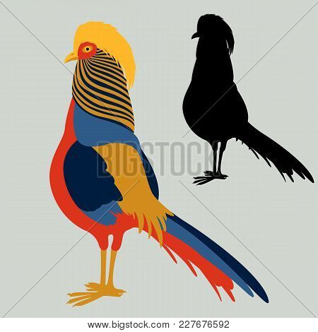Pheasant Vector Vector & Photo (Free Trial) | Bigstock