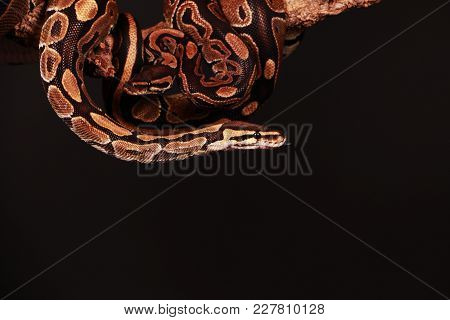 Two Headed Ball Python Images, Illustrations & Vectors (Free) - Bigstock