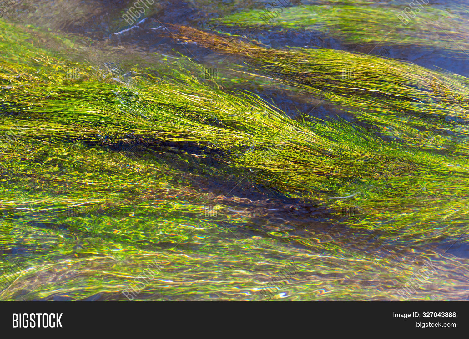 Algae On Surface Water Image & Photo (Free Trial) | Bigstock