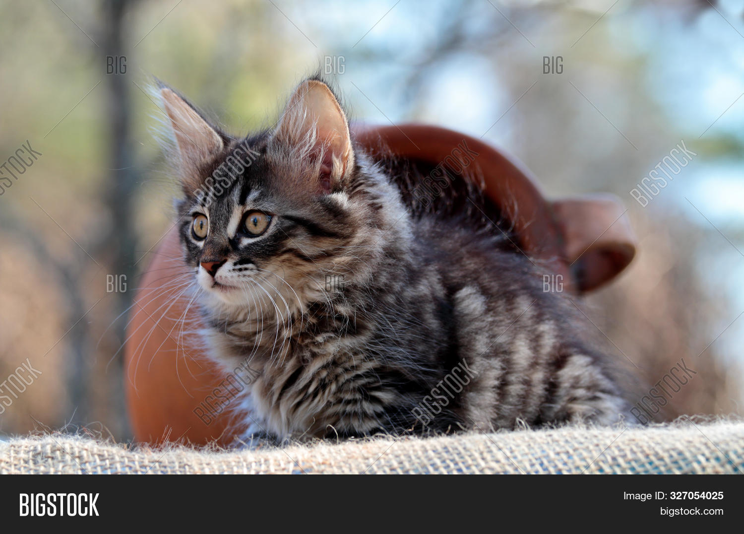Black Tabby Three Image & Photo (Free Trial) | Bigstock