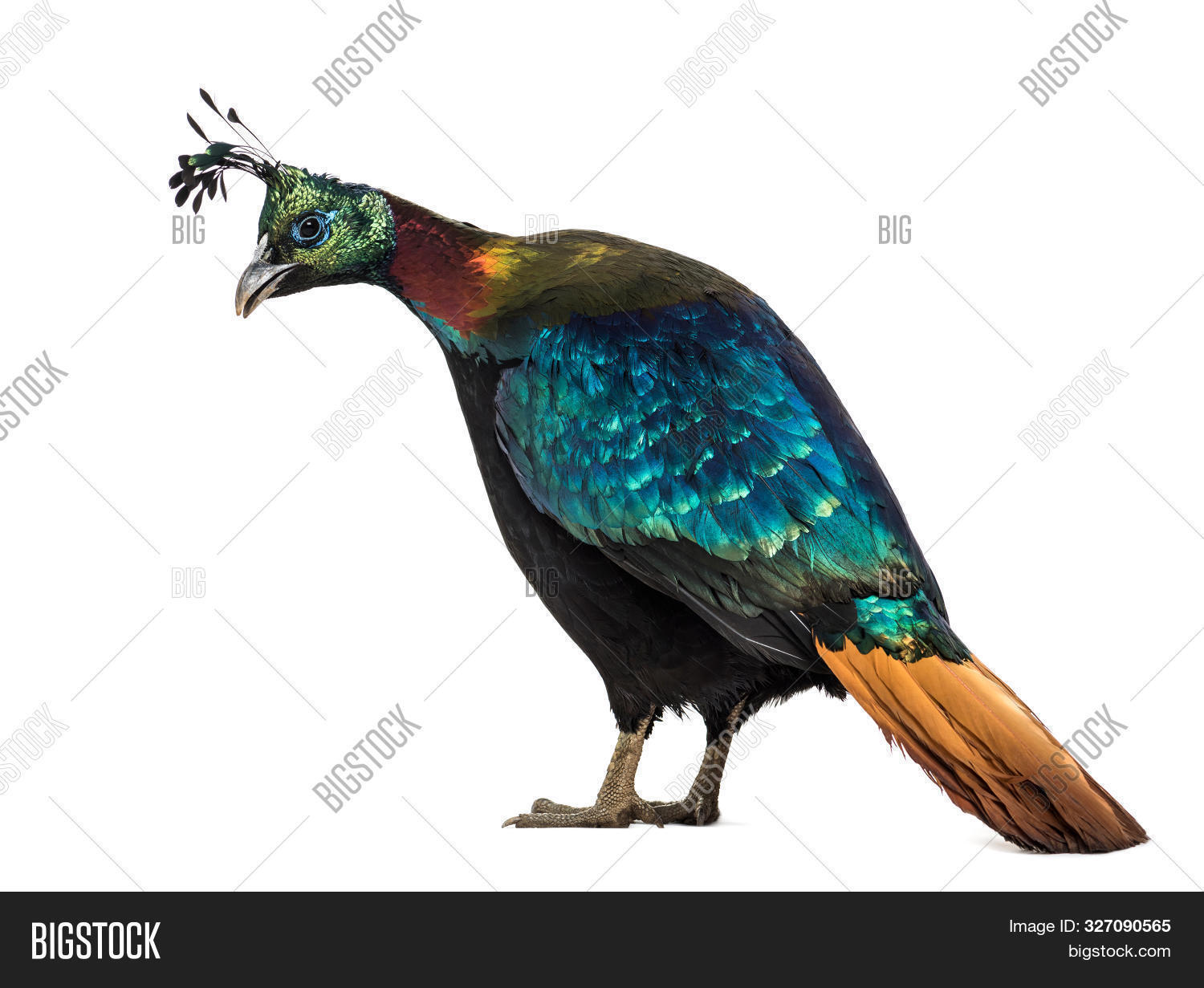 Himalayan Monal, Image & Photo (Free Trial) | Bigstock