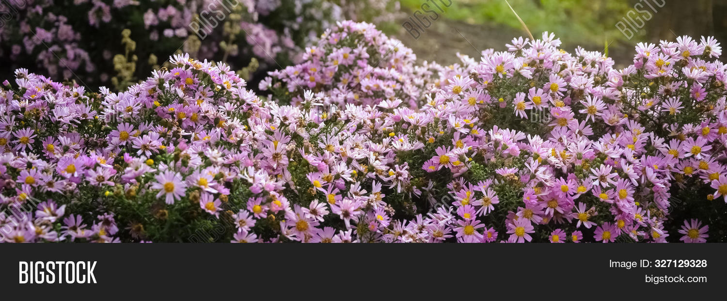 Autumn Purple Flowers Image & Photo (Free Trial) | Bigstock