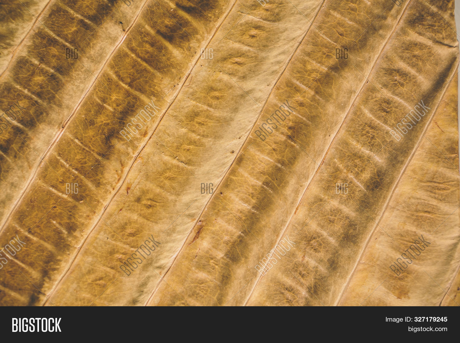 Brown Leaf Texture Image & Photo (Free Trial) | Bigstock
