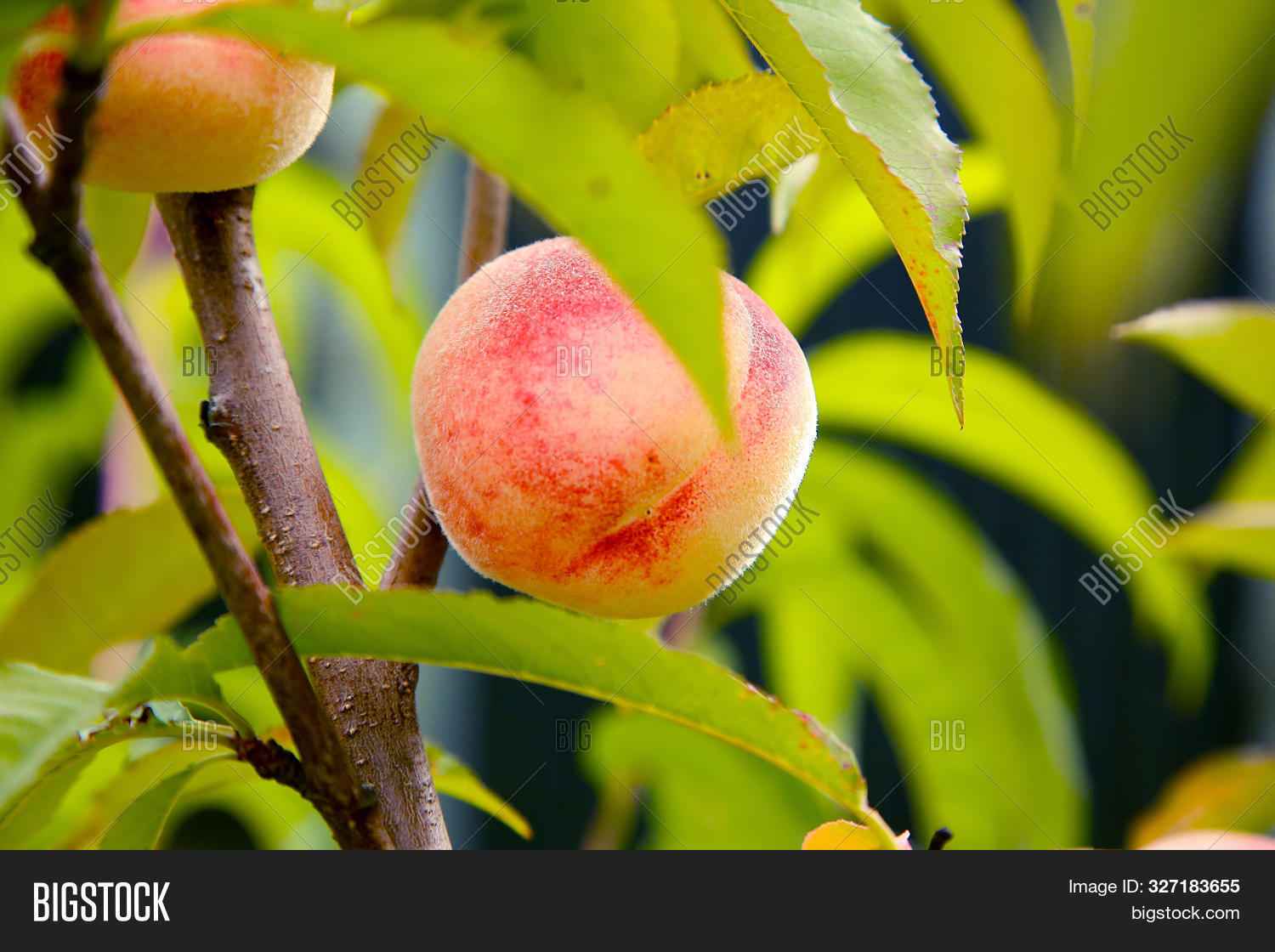 Peach Ripening On Tree Image & Photo (Free Trial) | Bigstock