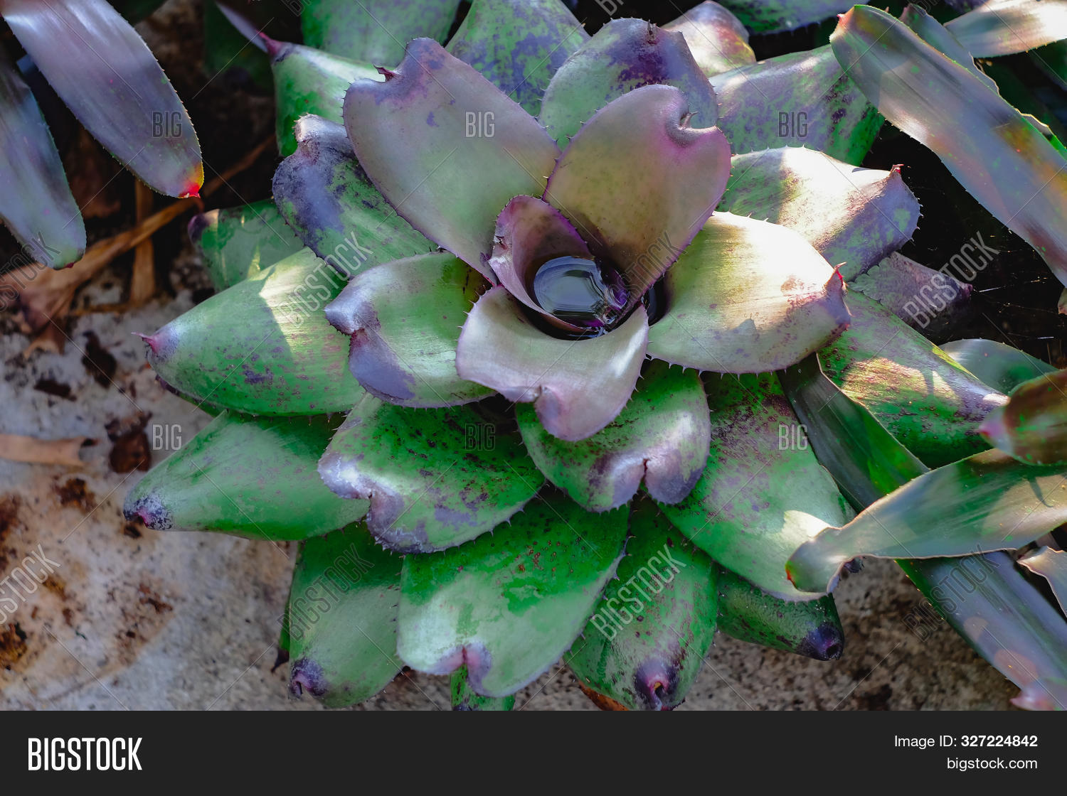 Neoregelia Tropical Image & Photo (Free Trial) | Bigstock