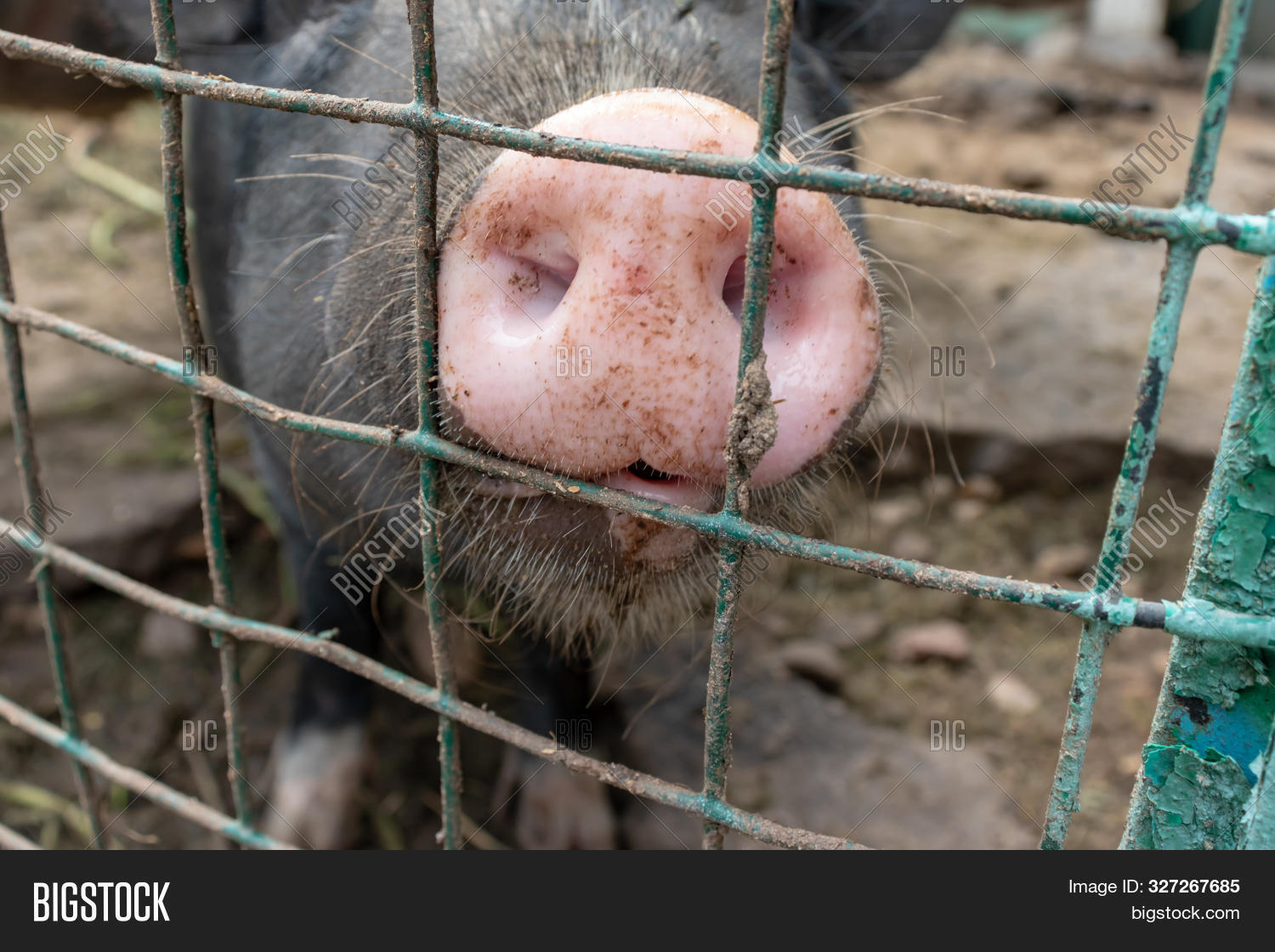 Dirty Pig Snout Nose Image & Photo (Free Trial) | Bigstock
