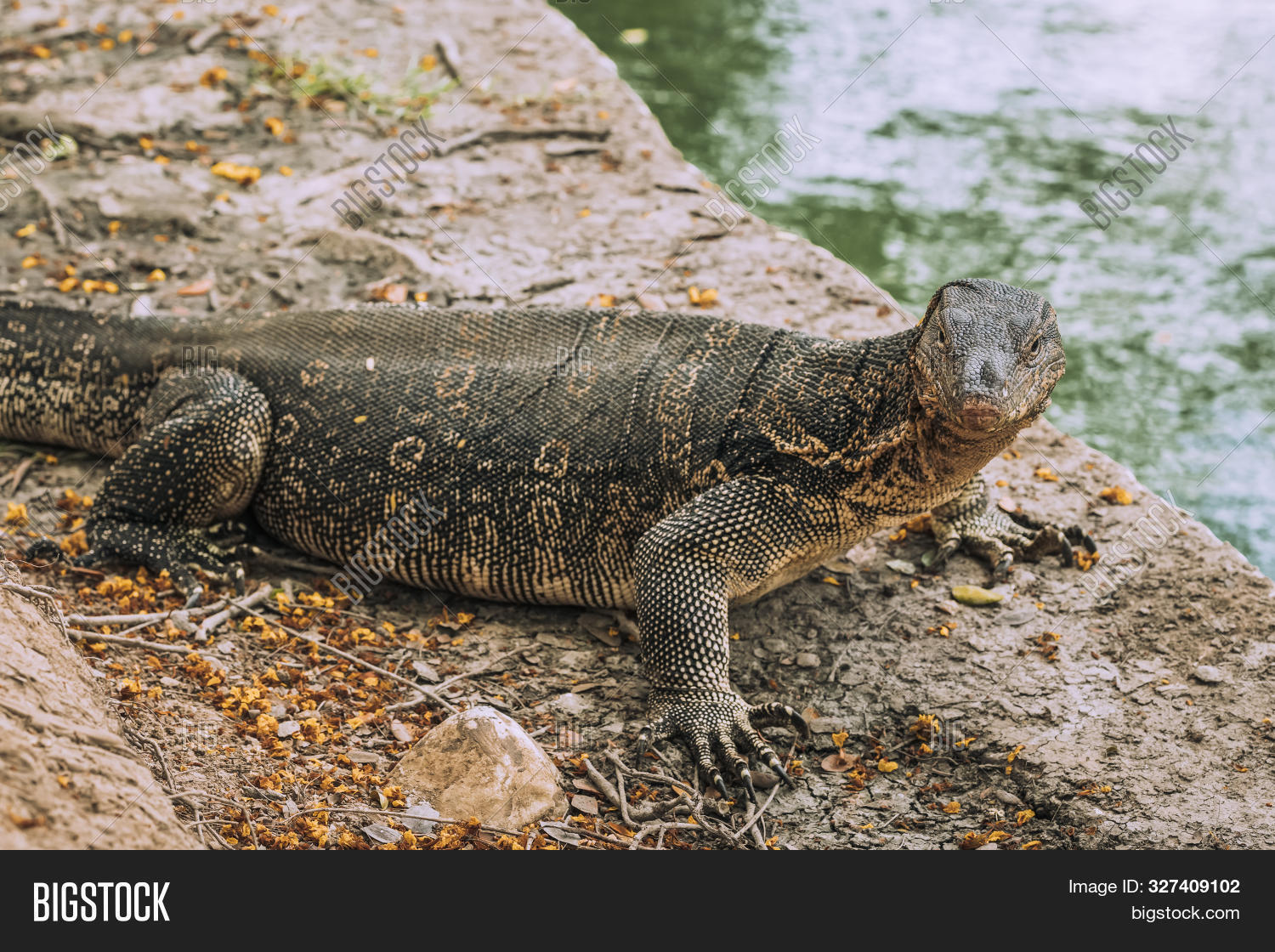 Monitor Lizard Varanus Image & Photo (Free Trial) | Bigstock