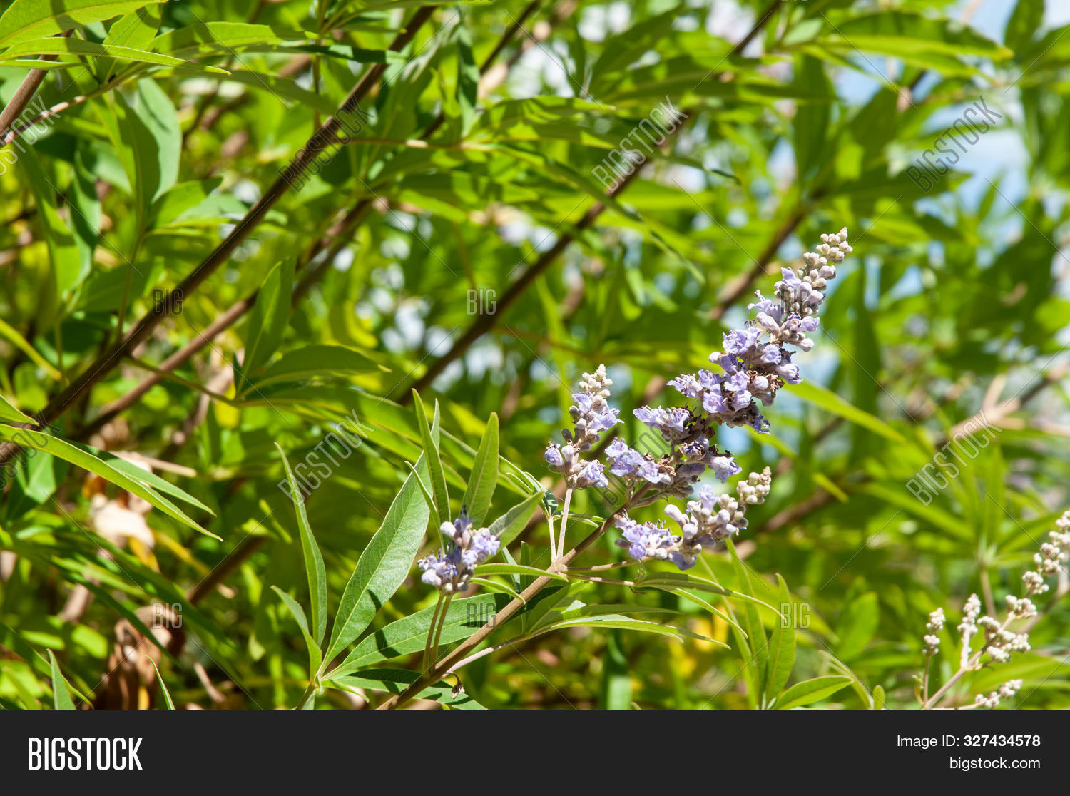 Leaves Blue Image & Photo (Free Trial) | Bigstock
