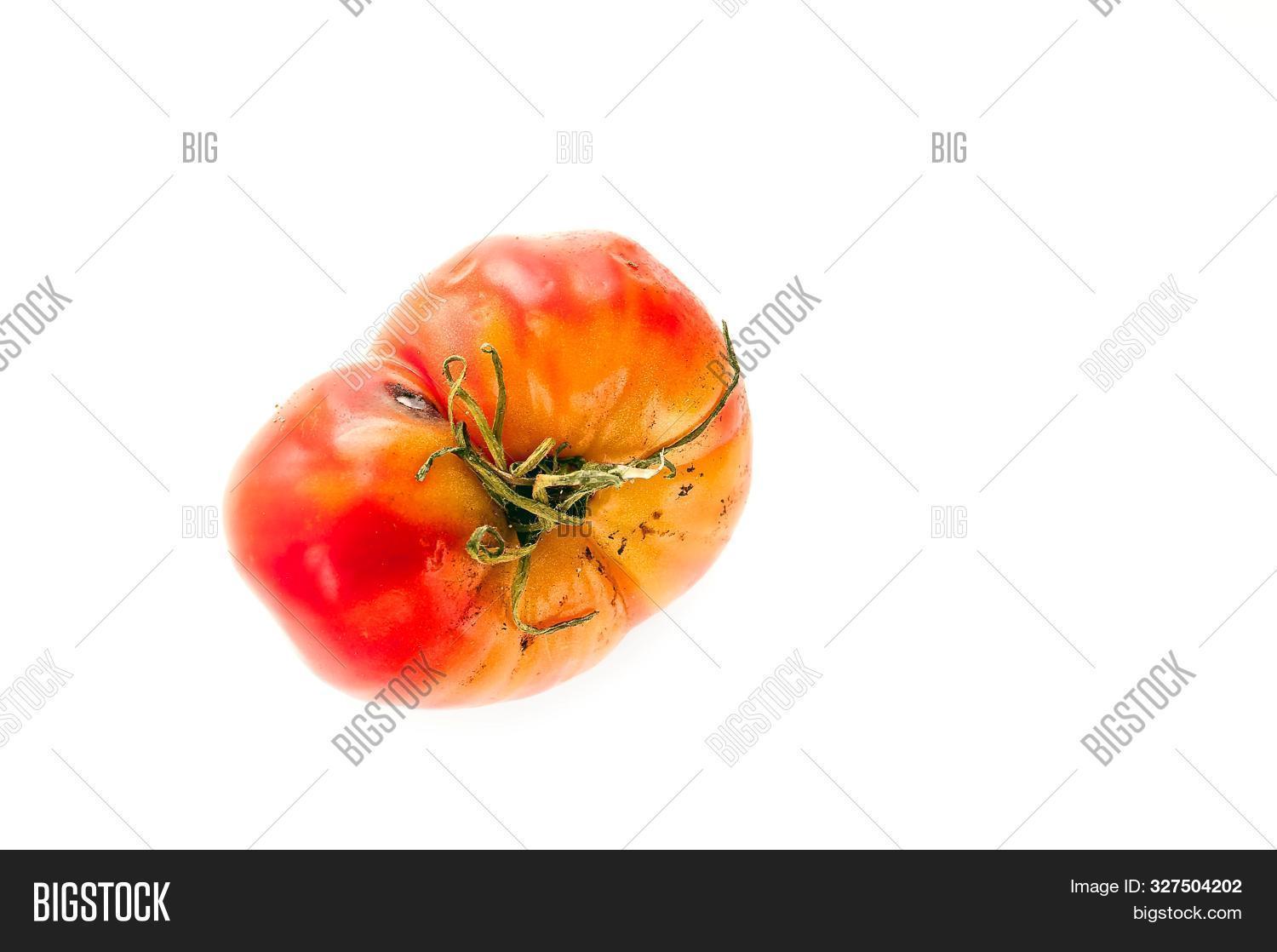 Rotten, Spoiled Tomato Image & Photo (Free Trial) | Bigstock