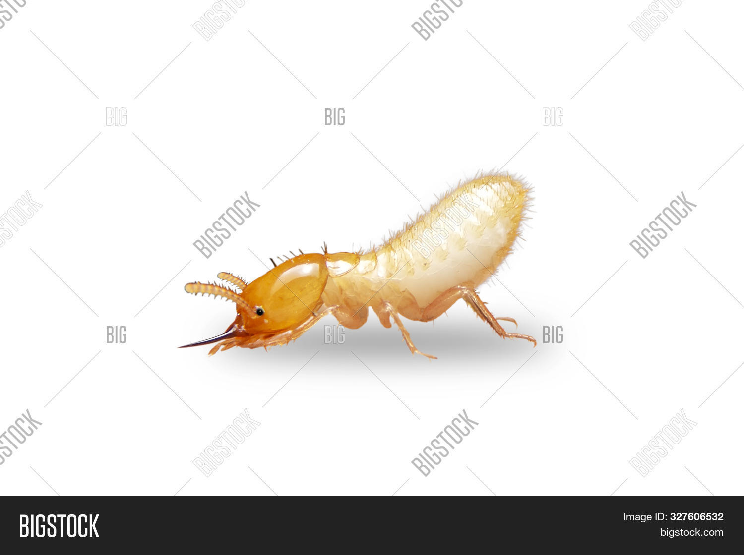 Close Small Termite On Image & Photo (Free Trial) | Bigstock