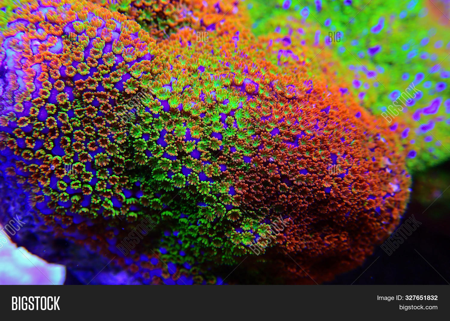 Montipora Rainbow Image & Photo (Free Trial) | Bigstock