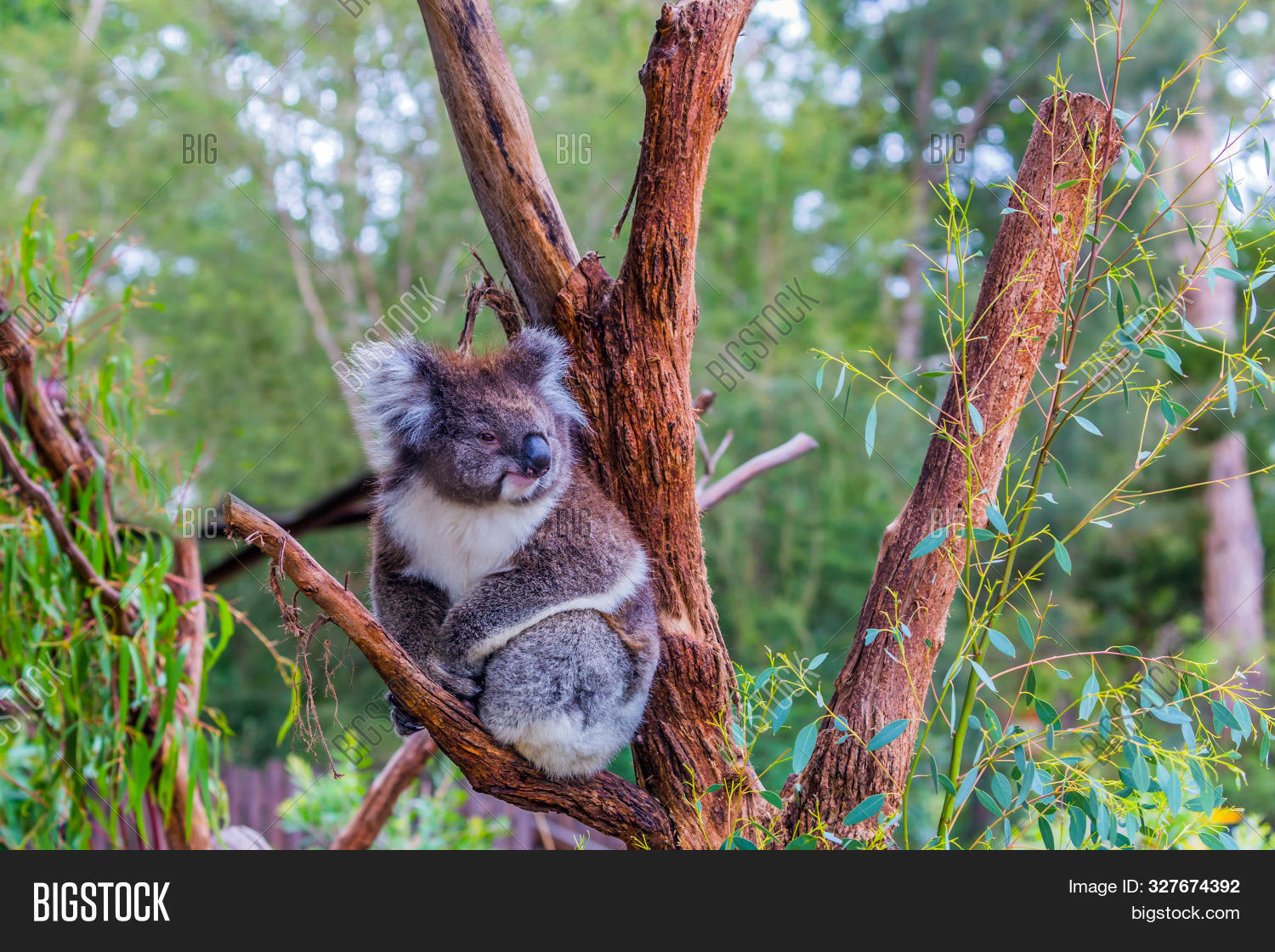 Koala Marsupial Bear Image & Photo (Free Trial) | Bigstock