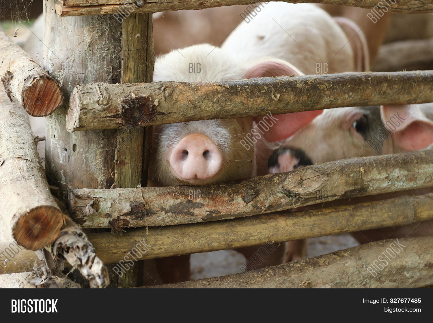 Large Group Pigs Image & Photo (Free Trial) | Bigstock