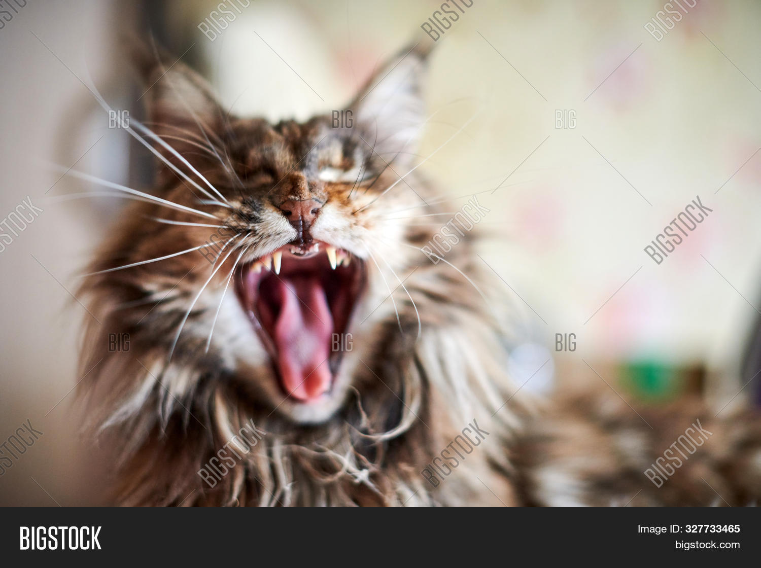 Maine Coon Cat, Close Image & Photo (Free Trial) | Bigstock