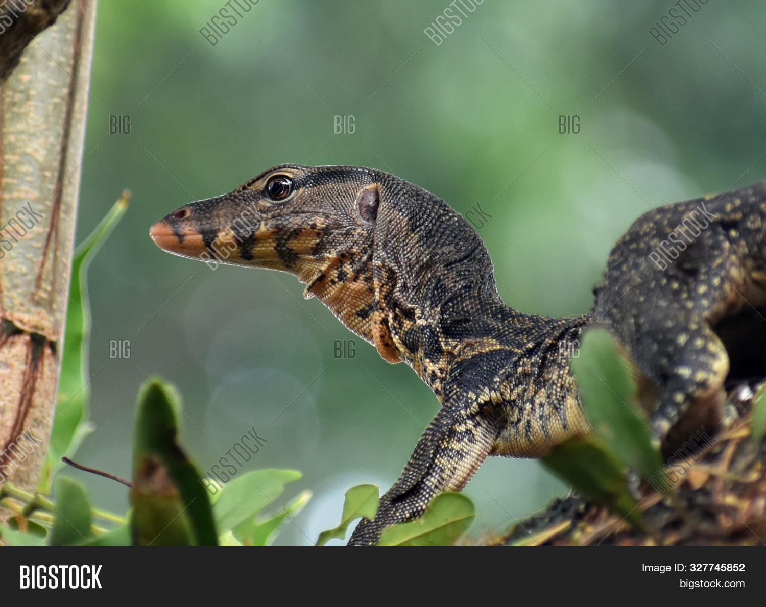 Monitor Lizard Tree Image & Photo (Free Trial) | Bigstock