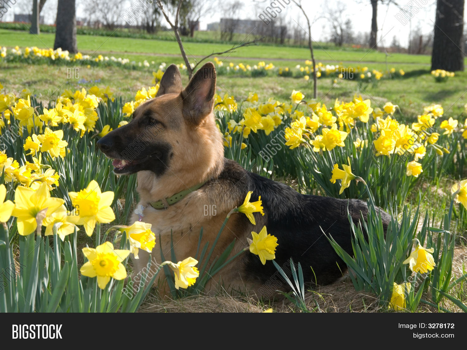 German Shepherd Spring Image & Photo (Free Trial) | Bigstock
