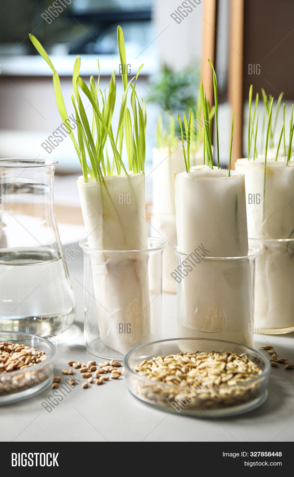 Germination Energy Image & Photo (Free Trial) | Bigstock