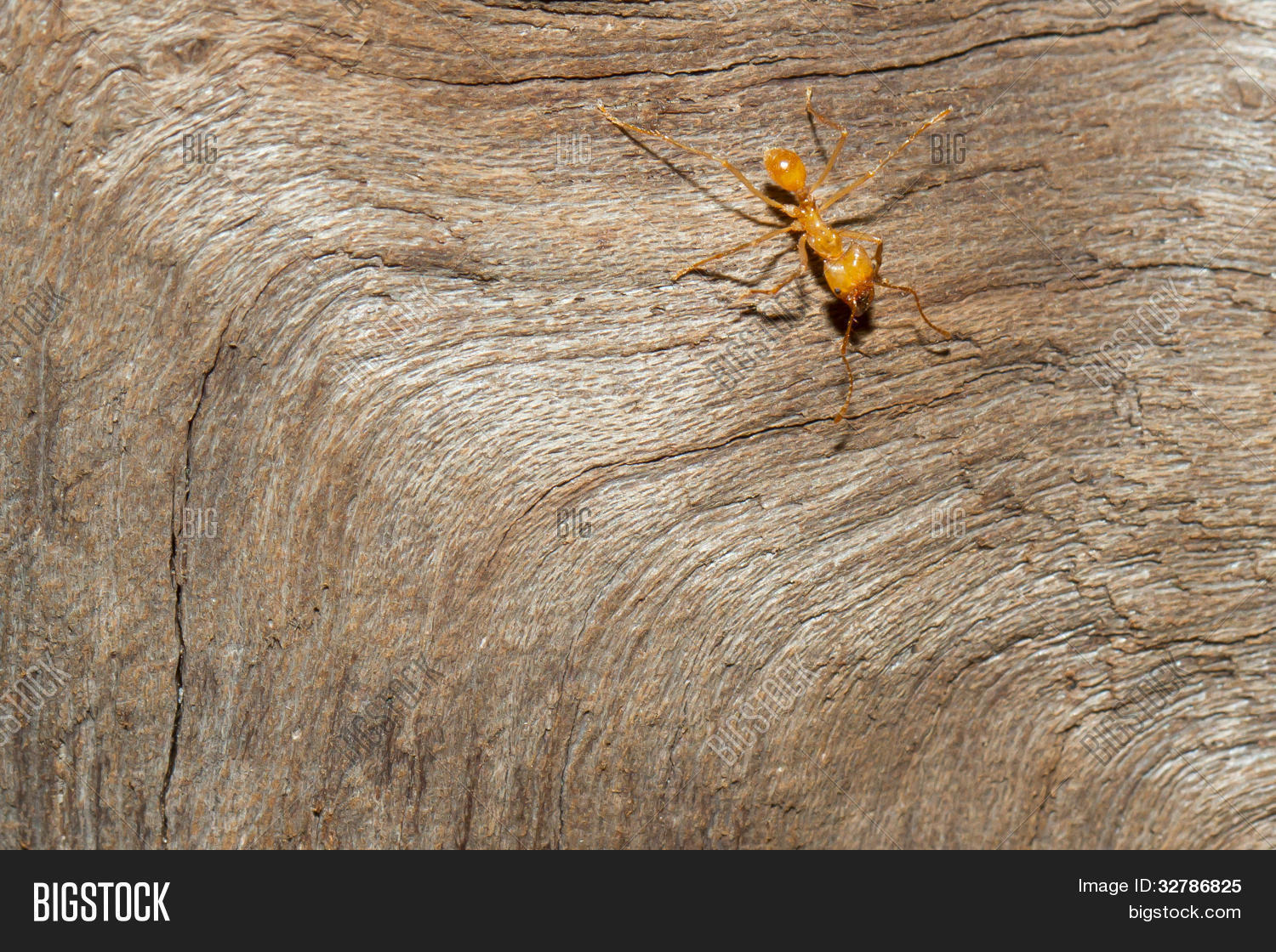 Leaf Cutter Ant Image & Photo (Free Trial) | Bigstock