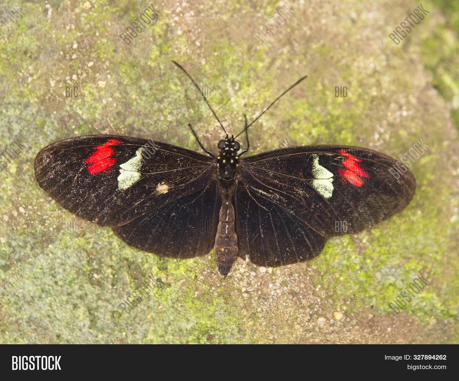 Postman Butterfly Image & Photo (Free Trial) | Bigstock