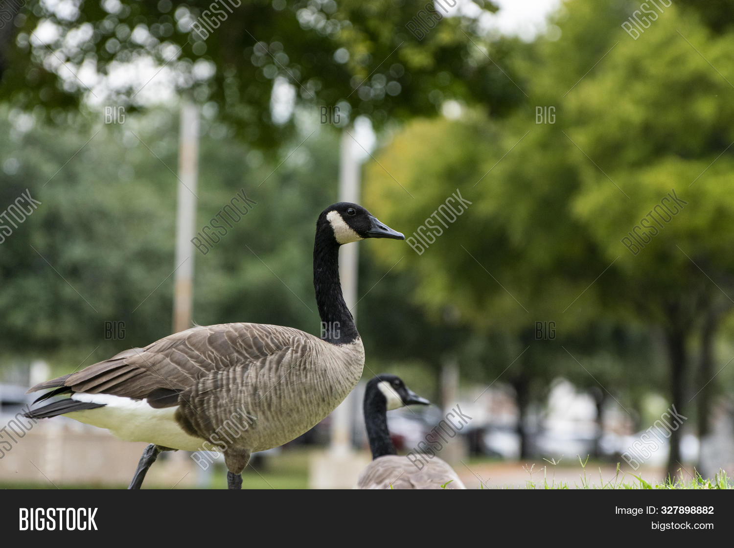 Canada Goose Walking Image & Photo (Free Trial) | Bigstock