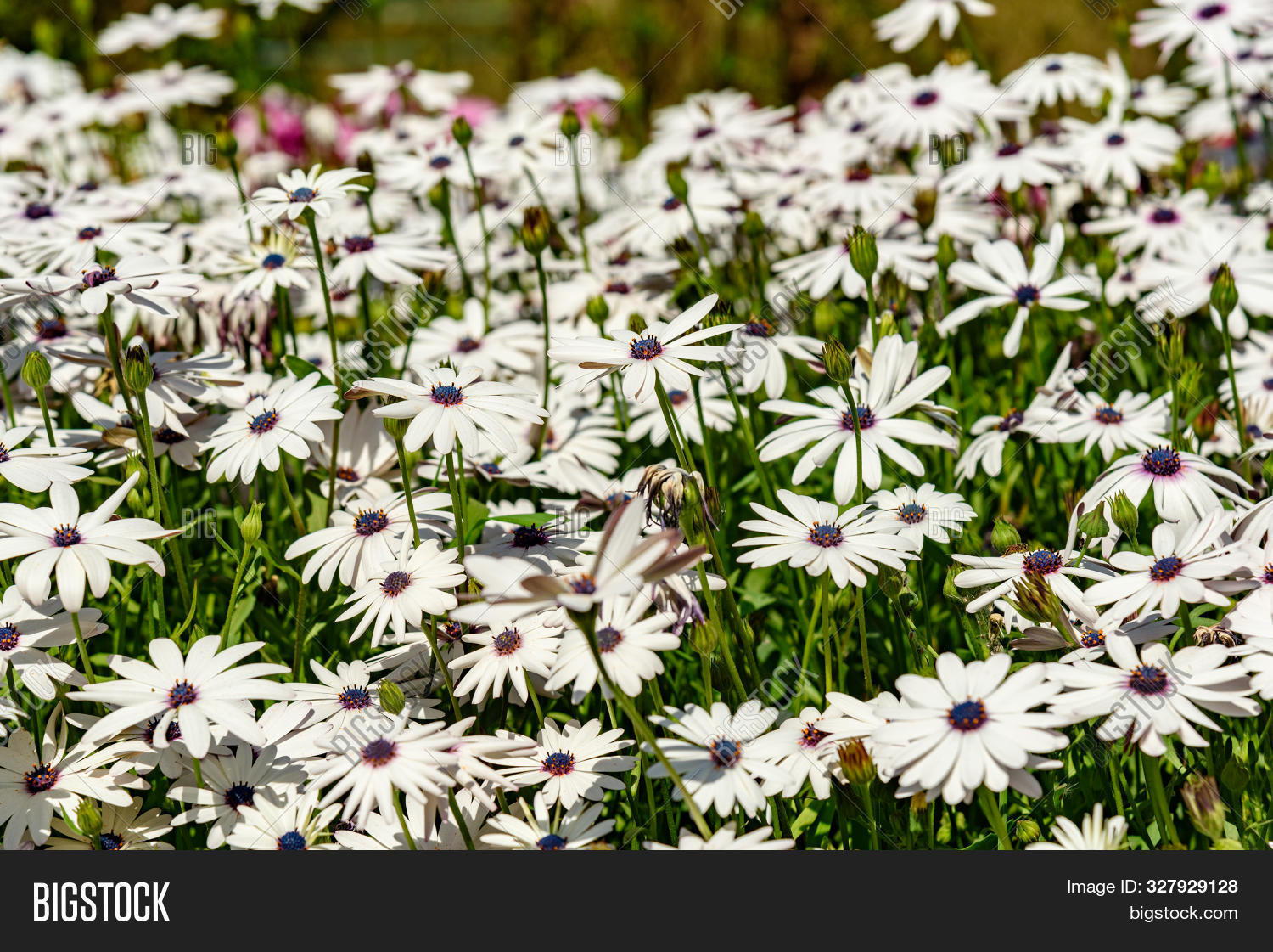 White Dimorphotheca Image & Photo (Free Trial) | Bigstock