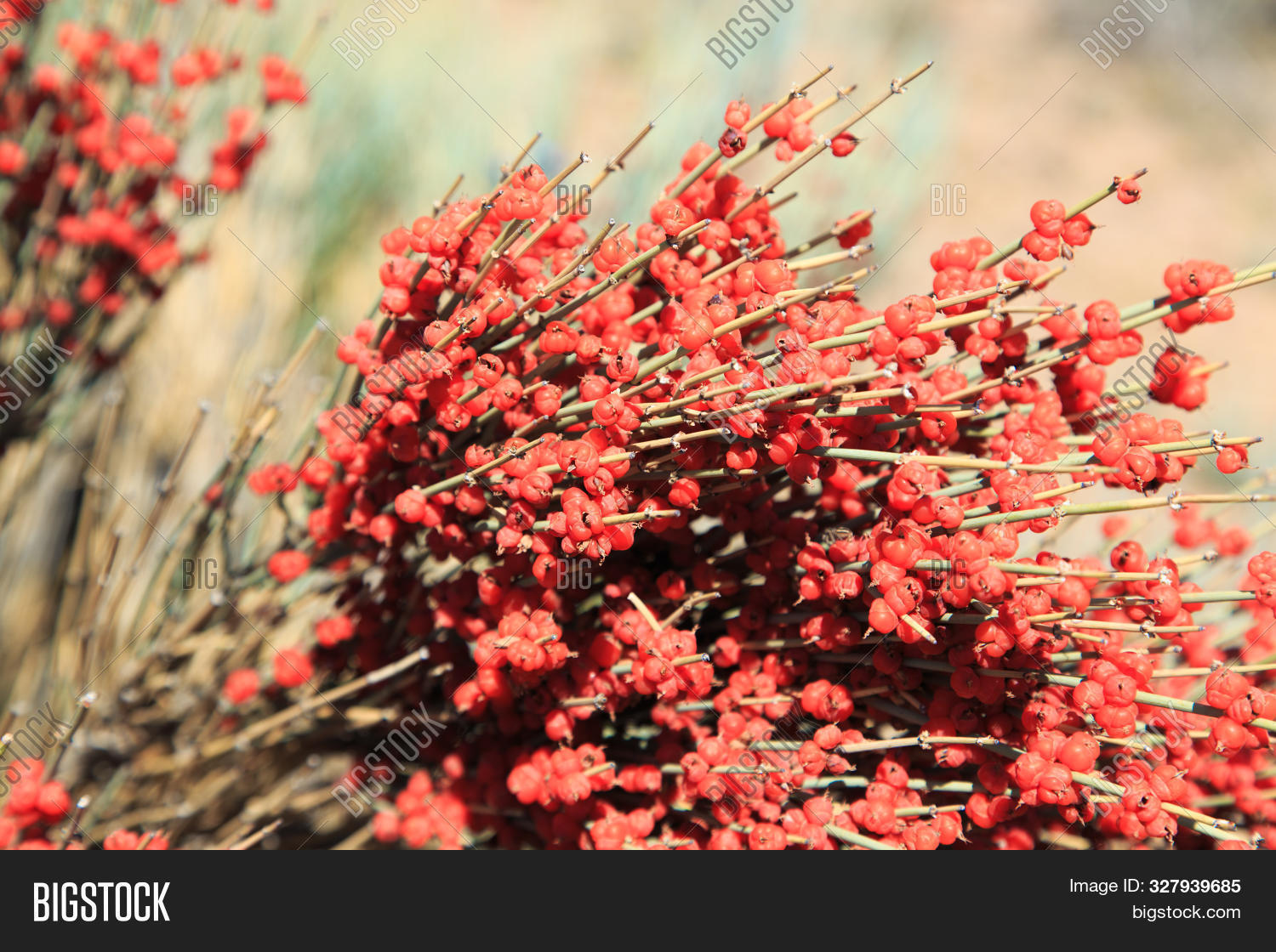 Ephedra Genus Shrubs Image & Photo (Free Trial) | Bigstock
