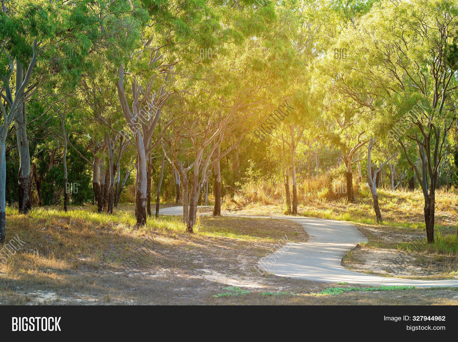 Bush Walking Track Image & Photo (Free Trial) | Bigstock