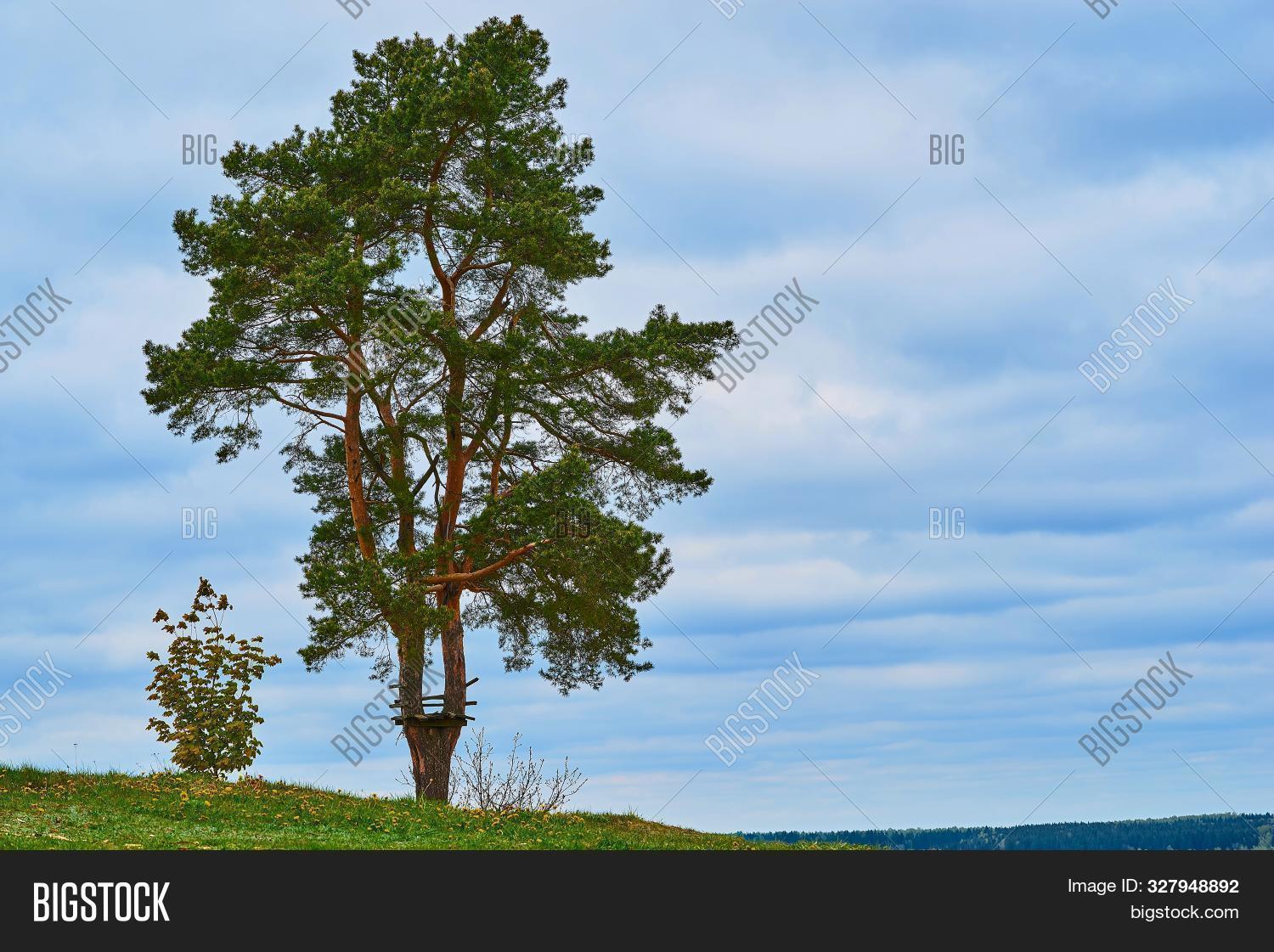 One Big Pine Tree Next Image & Photo (Free Trial) | Bigstock