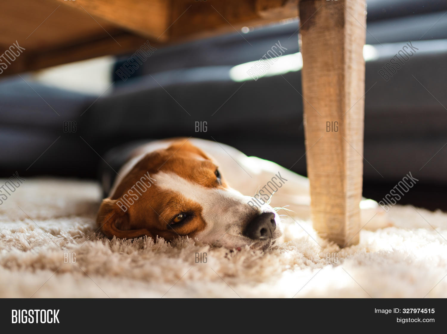 Beagle Dog Tired Lying Image & Photo (Free Trial) | Bigstock