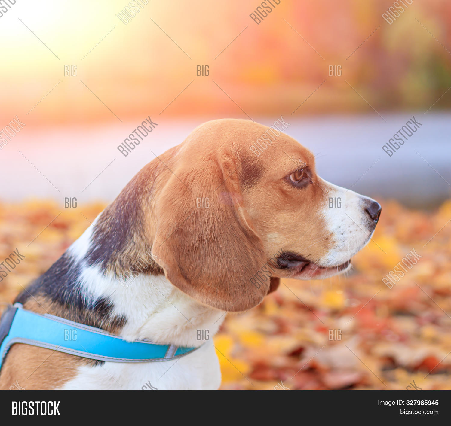 Beagle Girl On Walk Image & Photo (Free Trial) | Bigstock