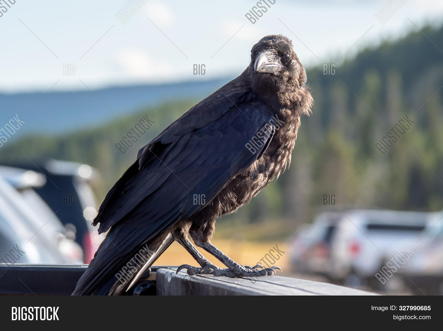 Crow Raven Perched On Image & Photo (Free Trial) | Bigstock